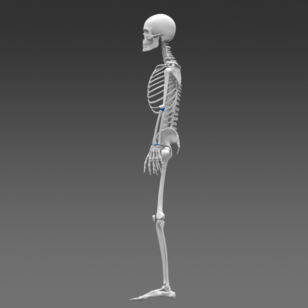 3d Model Poseable Human Skeleton Cad