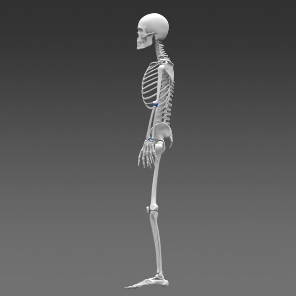 3d model poseable human skeleton cad