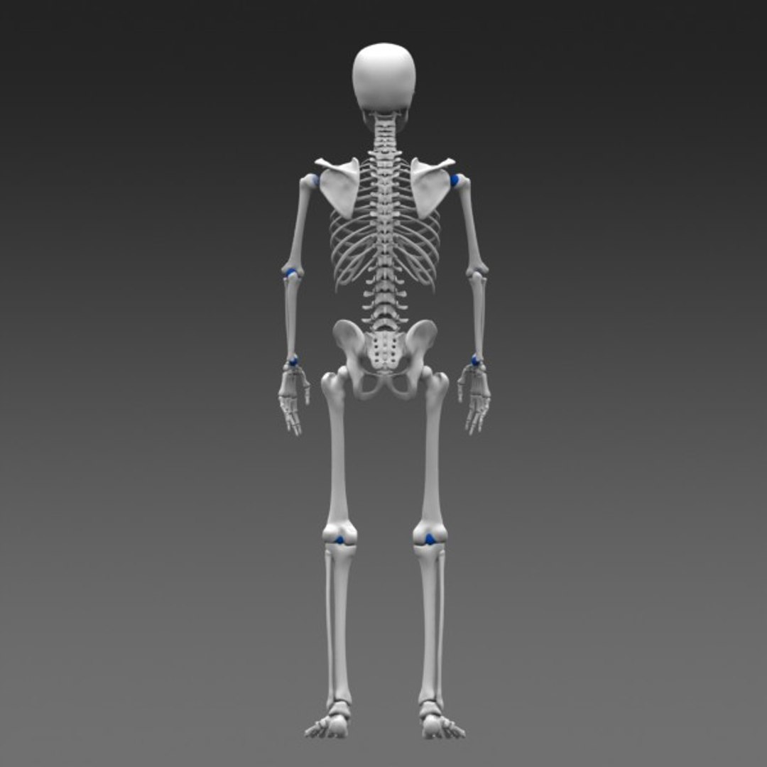3d Model Poseable Human Skeleton Cad