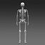3d Model Poseable Human Skeleton Cad