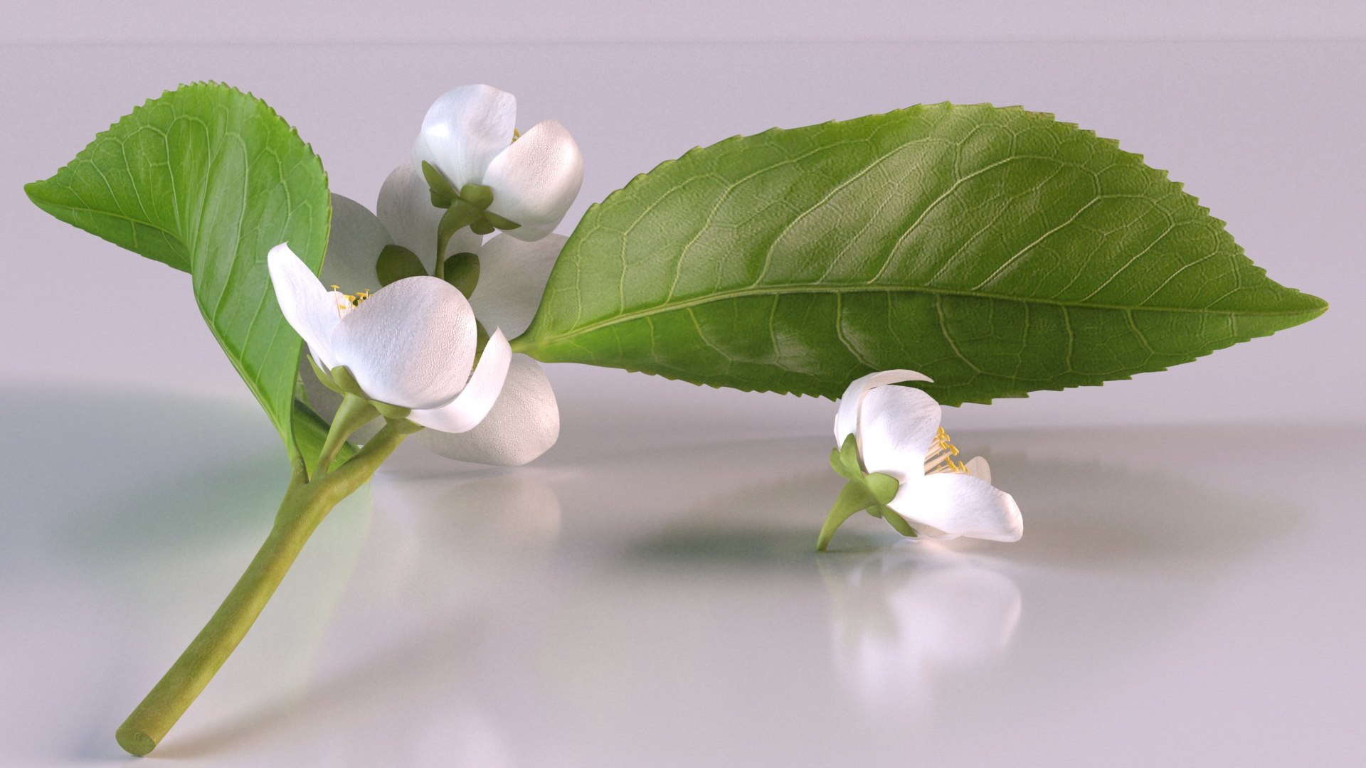 Sprig Flower Tea 3D Model - TurboSquid 1685212