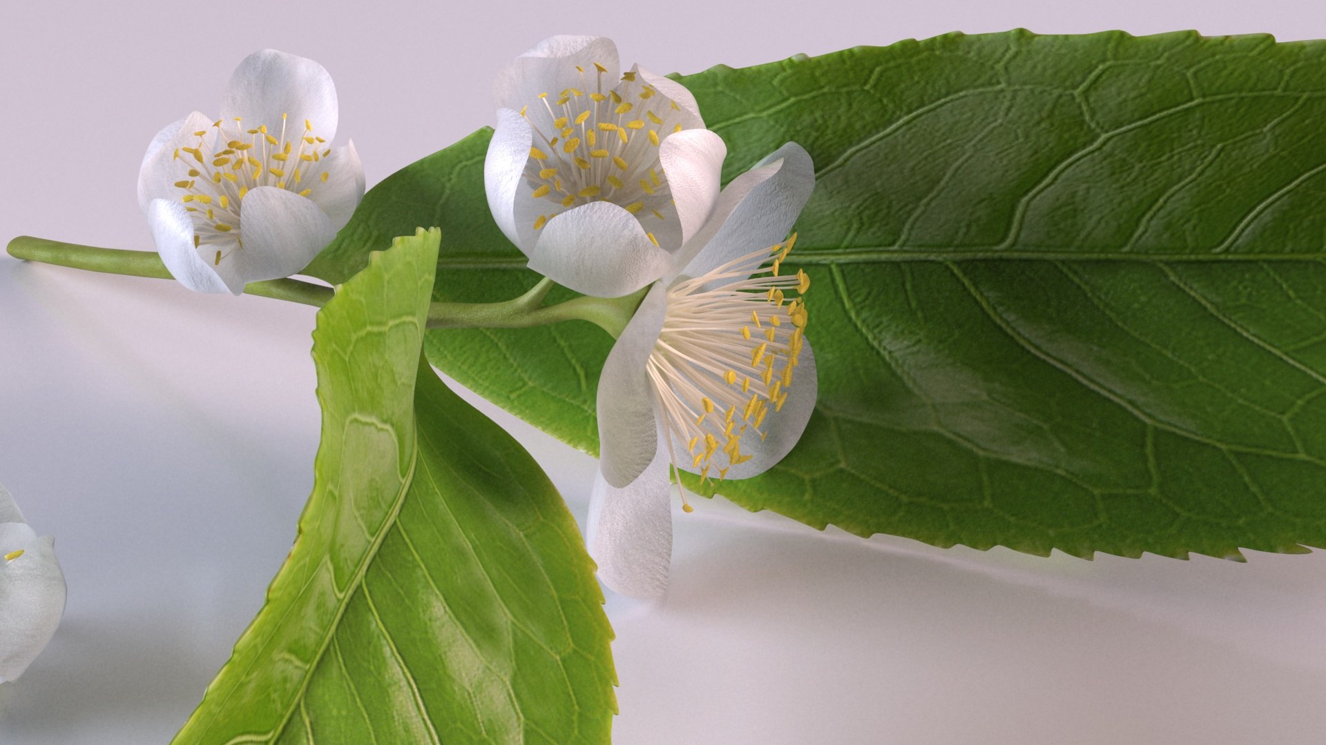 Sprig Flower Tea 3D Model - TurboSquid 1685212
