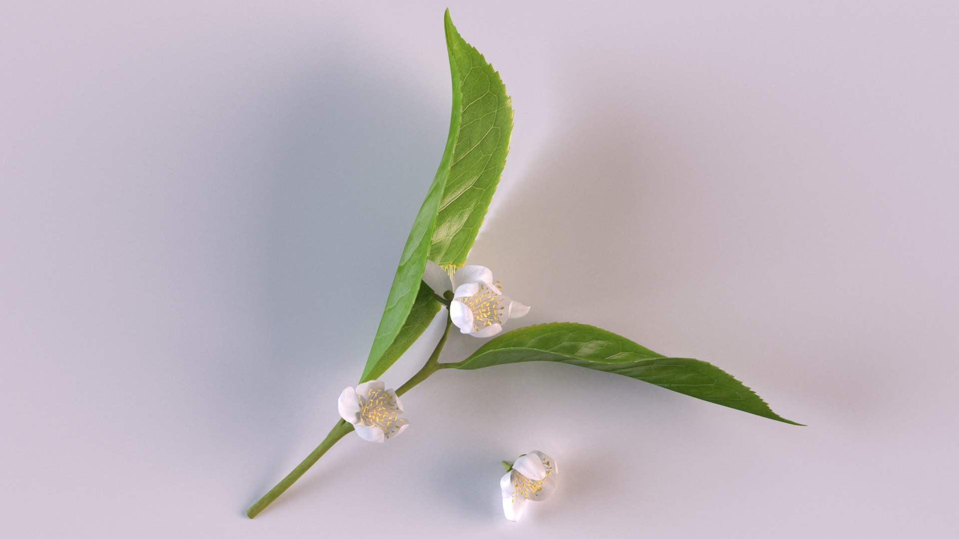 Sprig Flower Tea 3D Model - TurboSquid 1685212