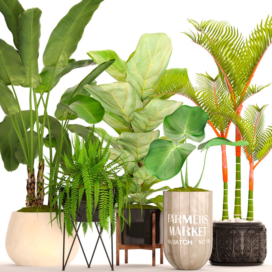 3D Model Plants - TurboSquid 1168498
