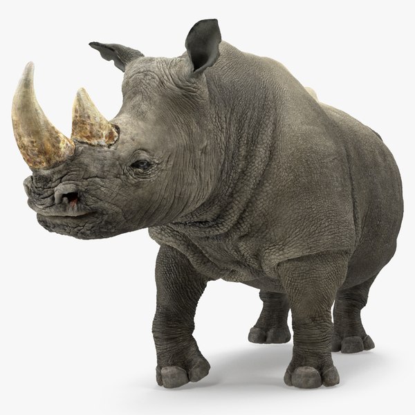 Free 3D Rhino Models | TurboSquid