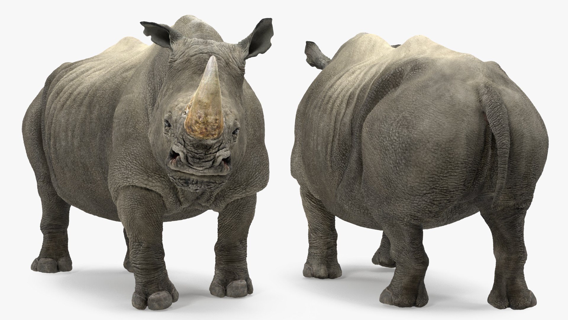 3D Rhino Rigged Model - TurboSquid 1678492