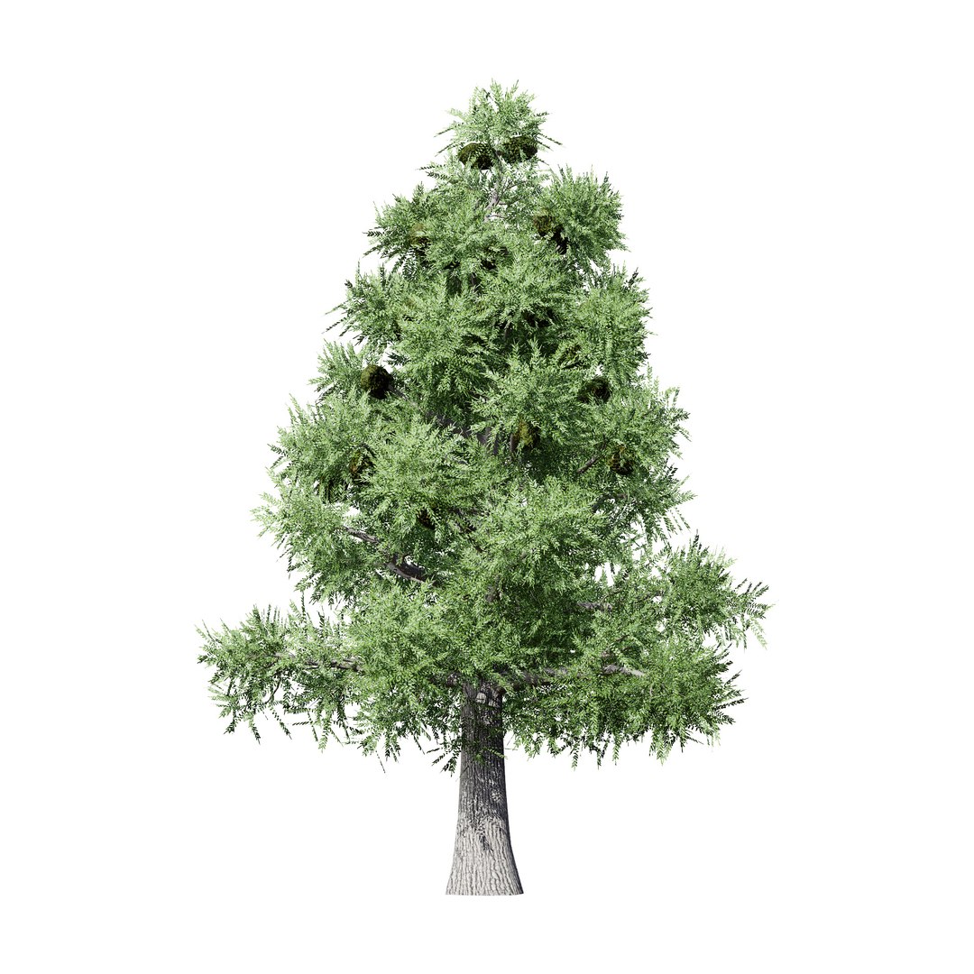 3D Model Australian Bunya Pine 3D Model - TurboSquid 2345121