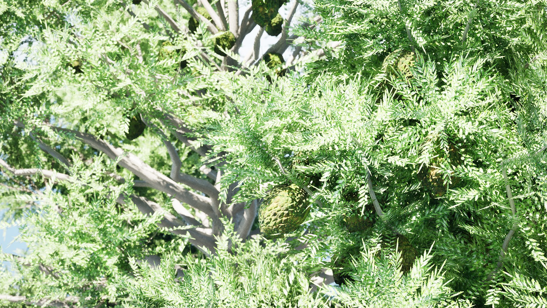 3D Model Australian Bunya Pine 3D Model - TurboSquid 2345121