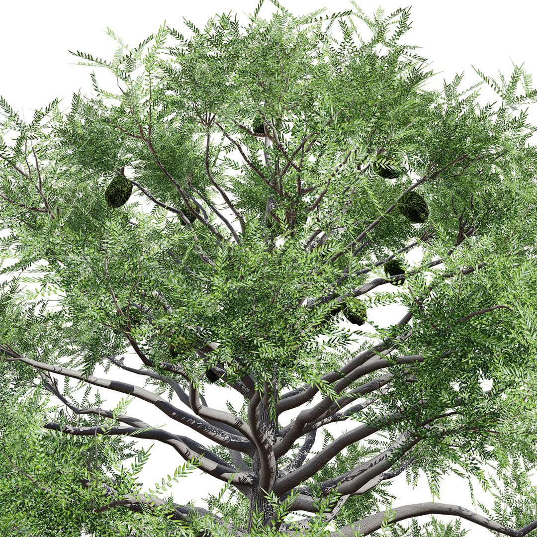 3D Model Australian Bunya Pine 3D Model - TurboSquid 2345121