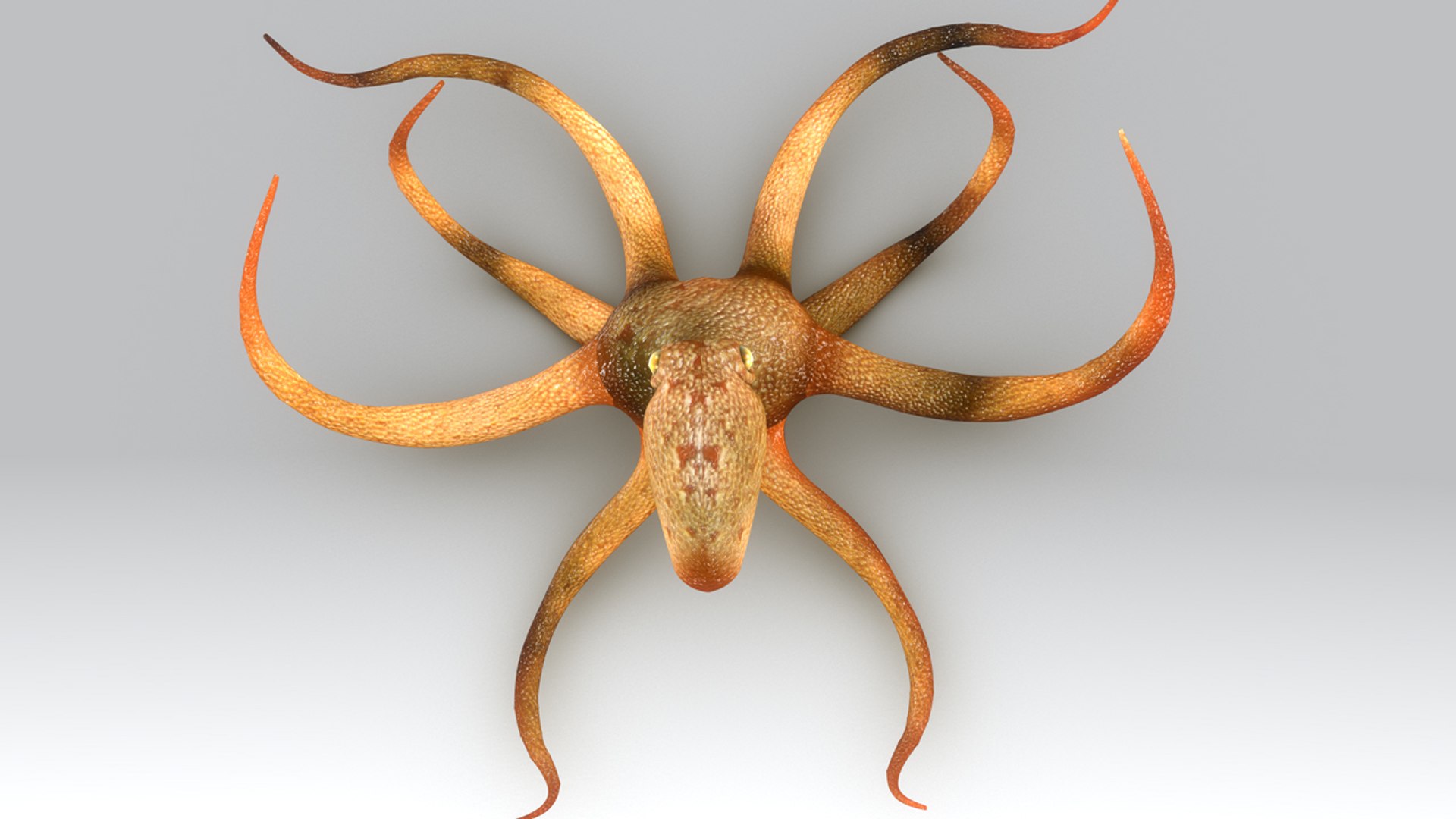 3d Octopus