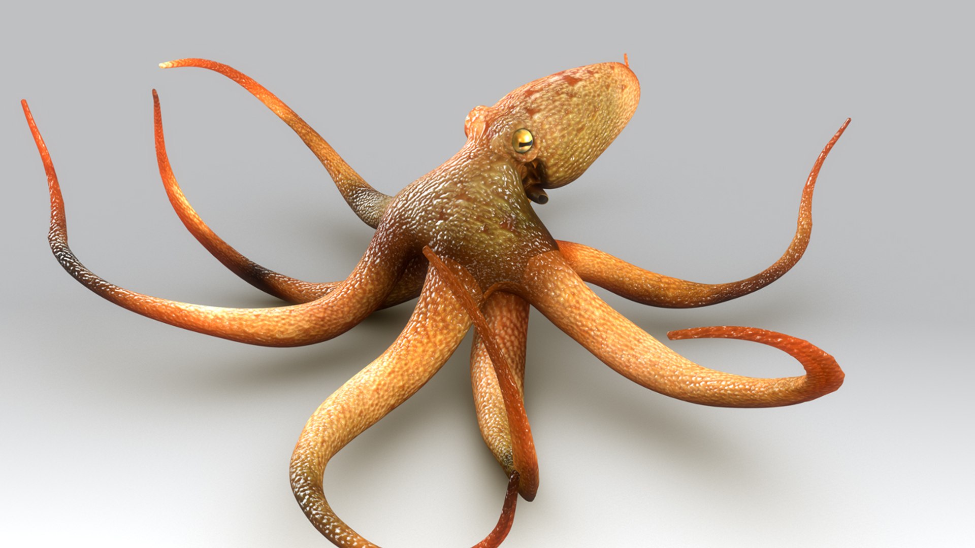 3d Octopus