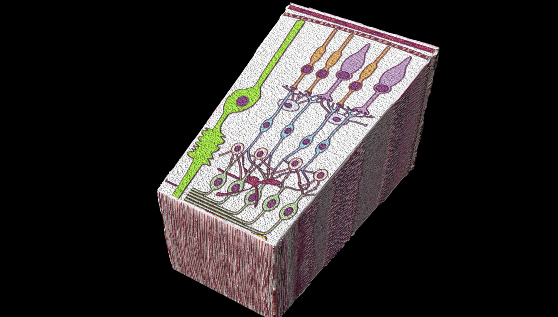 3D Model Microscopic Retina Layers - TurboSquid 1501500