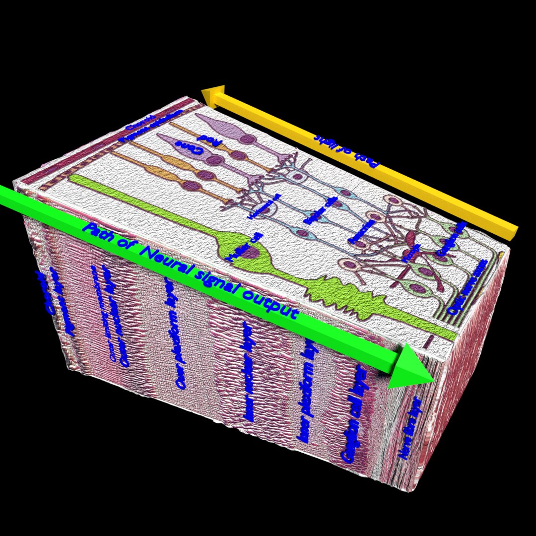 3D Model Microscopic Retina Layers - TurboSquid 1501500