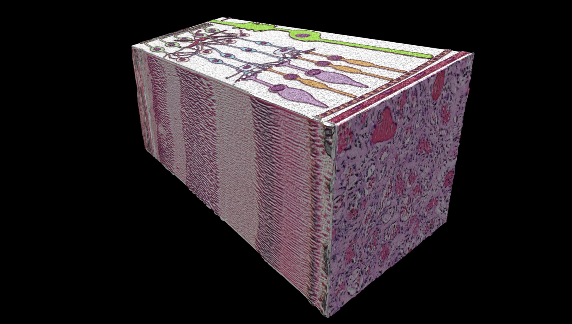 3D Model Microscopic Retina Layers - TurboSquid 1501500