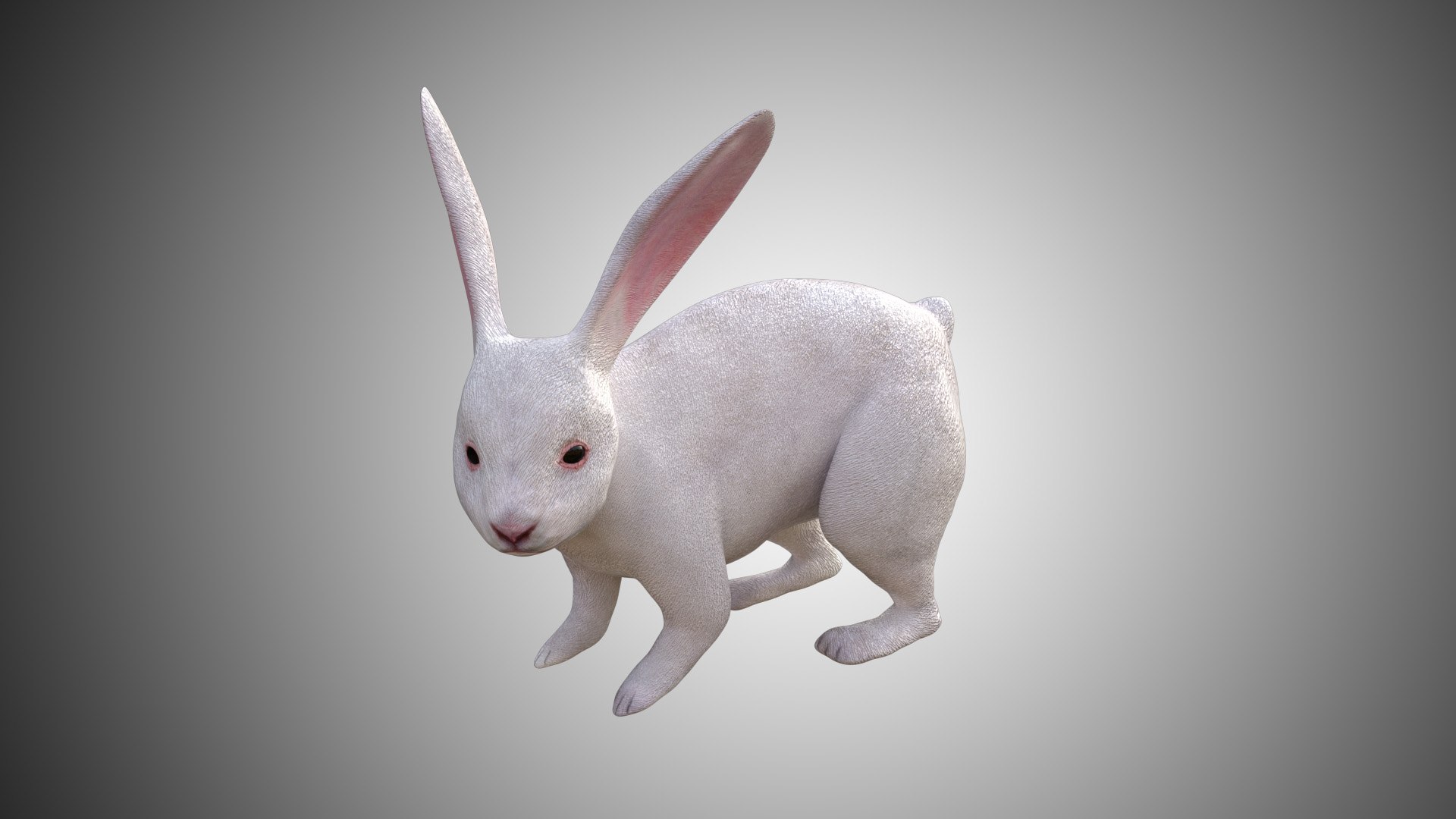 3D White Rabbit Model - TurboSquid 1602082