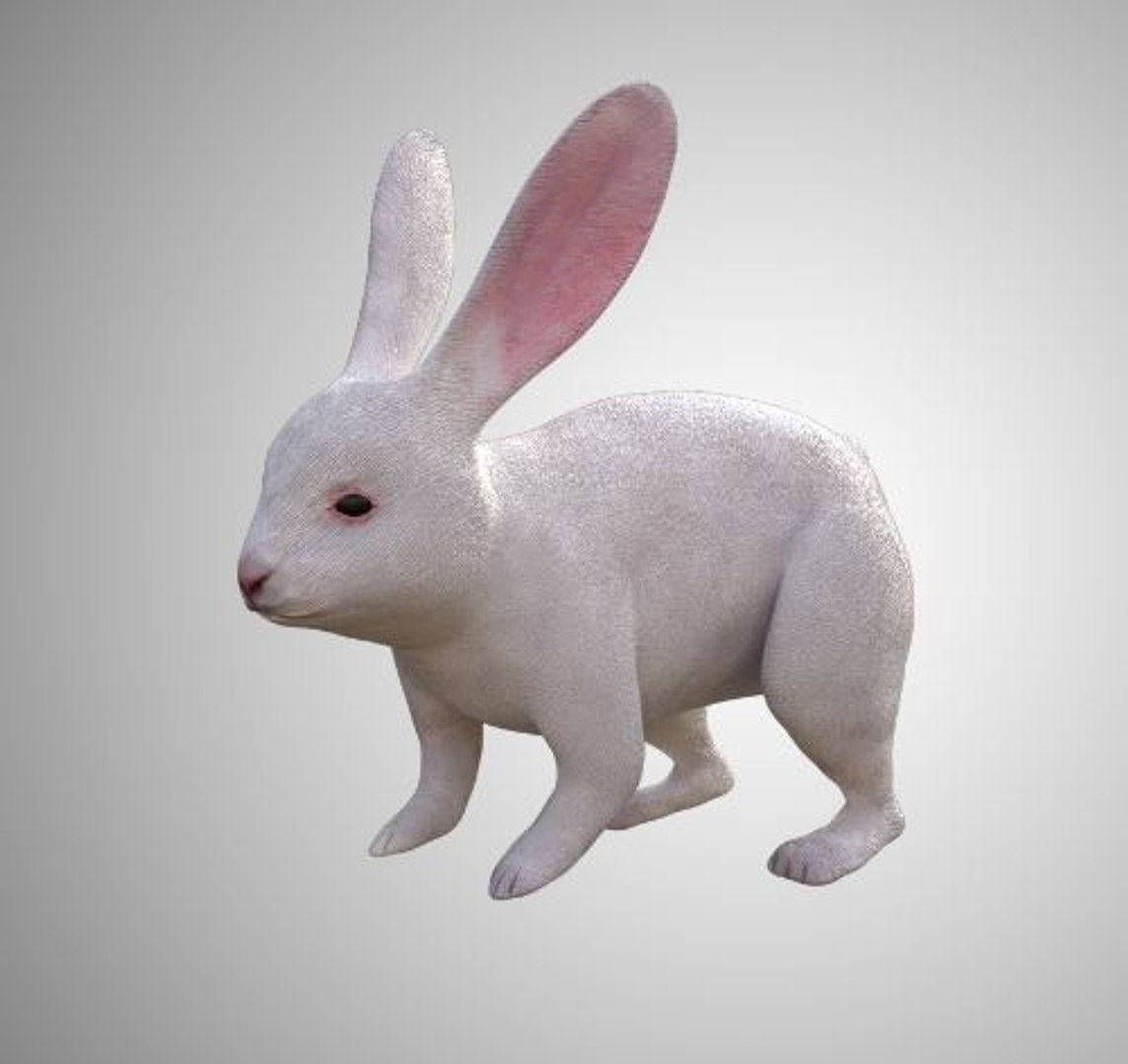 3D White Rabbit Model - TurboSquid 1602082