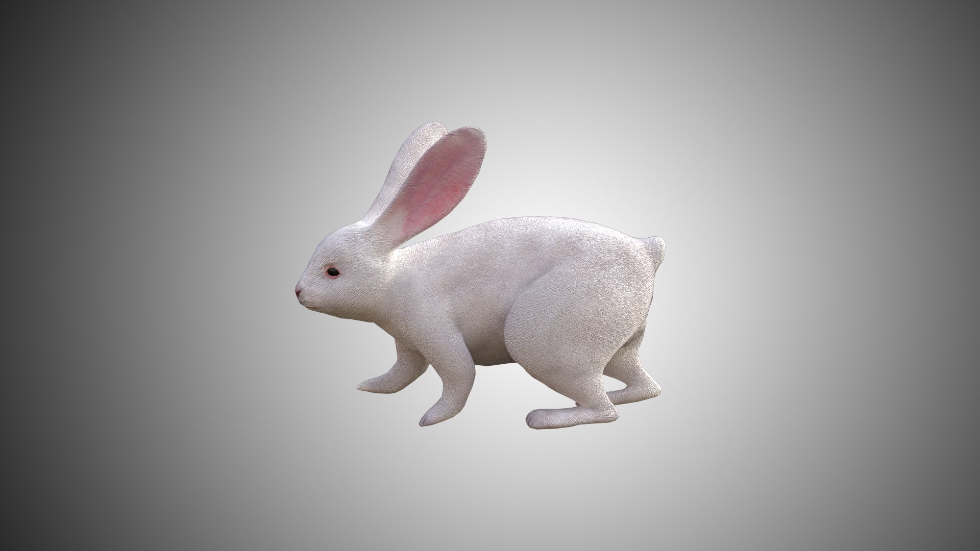 3D White Rabbit Model - TurboSquid 1602082