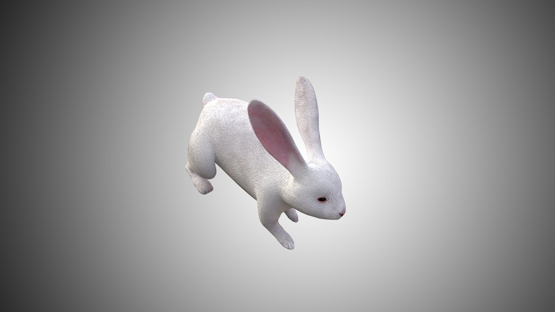 3D White Rabbit Model - TurboSquid 1602082