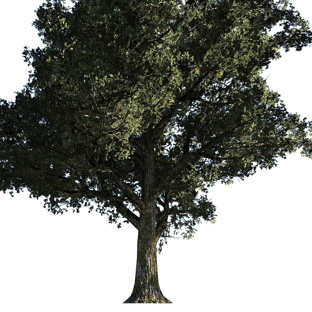 Tree - Oak 3d Obj