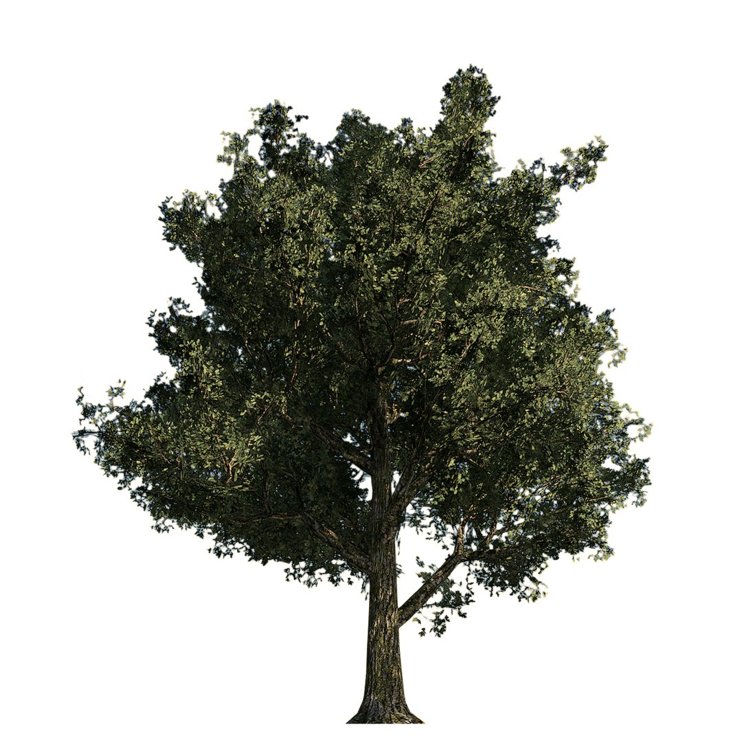 Tree - Oak 3d Obj