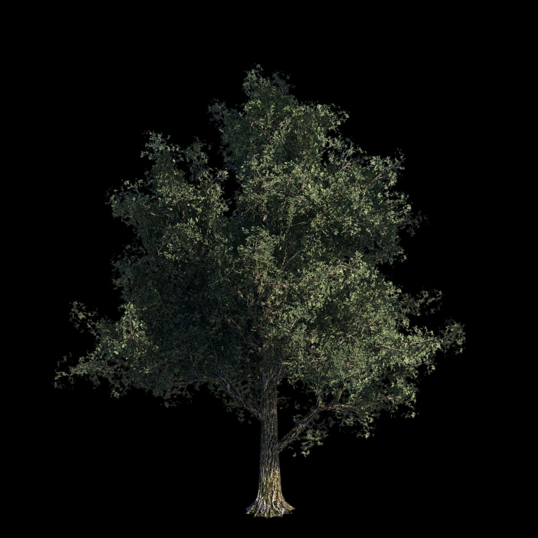 Tree - Oak 3d Obj