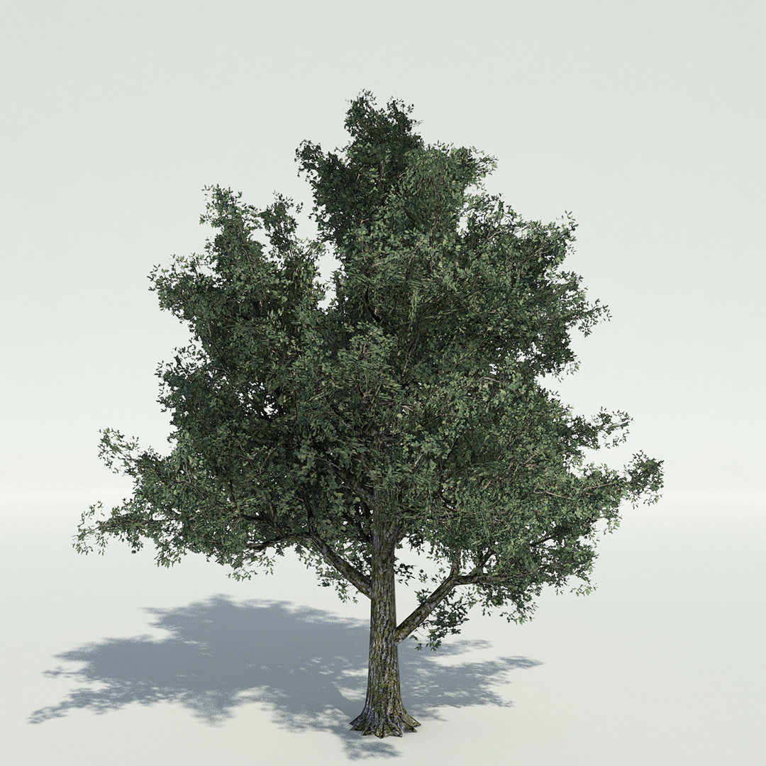 Tree - Oak 3d Obj