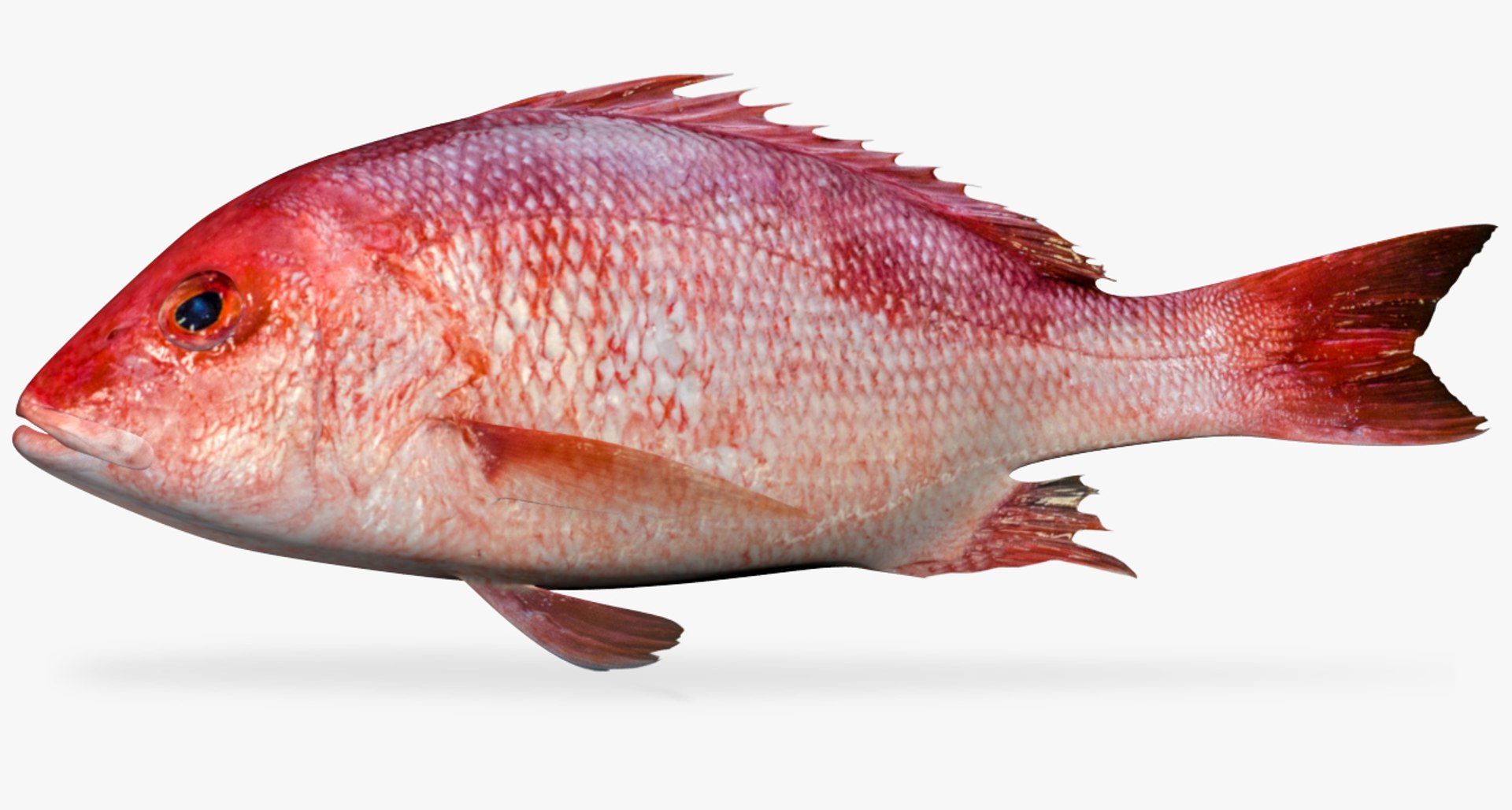 American Red Snapper 3D Model - TurboSquid 1337265