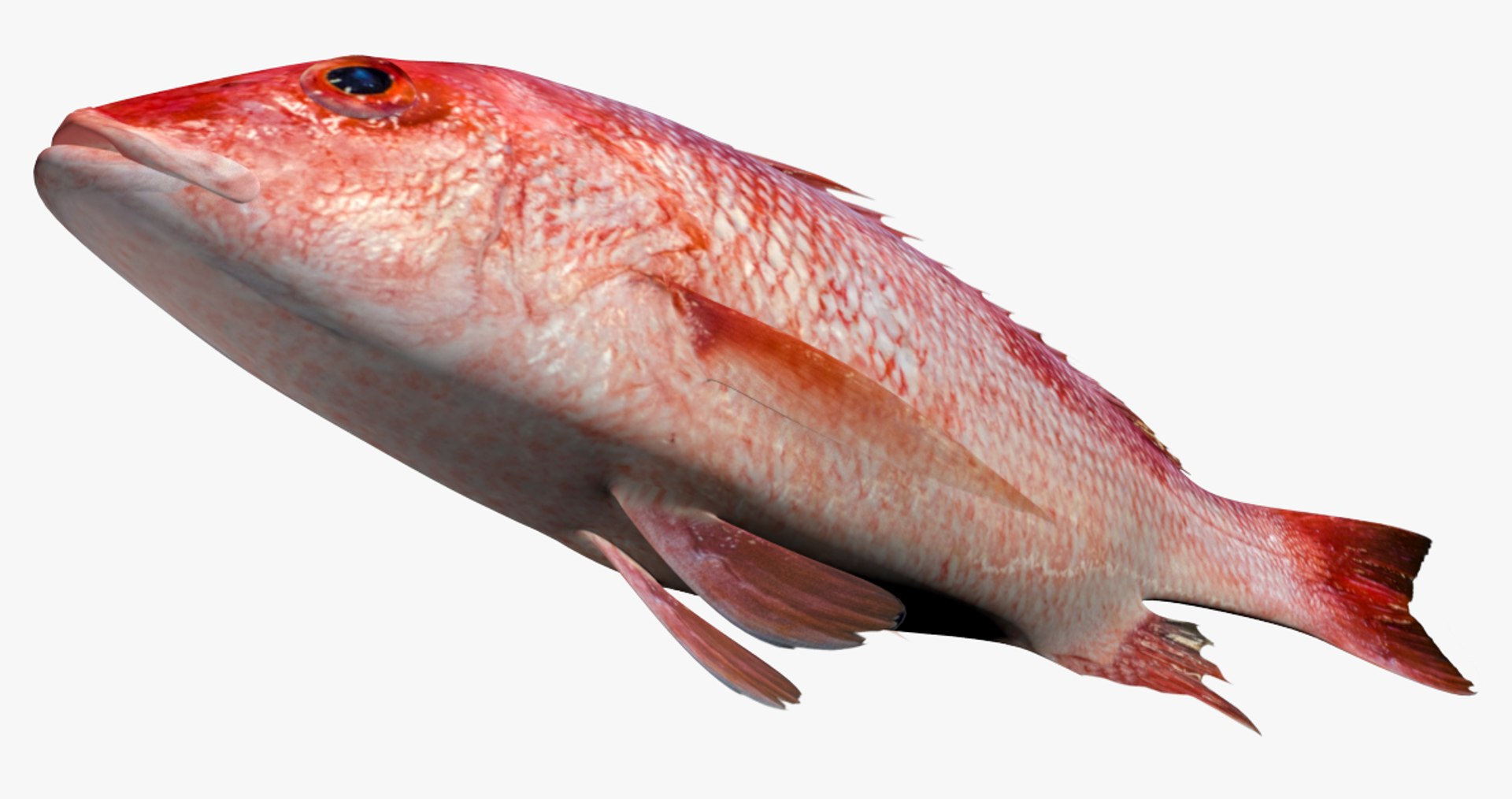 American Red Snapper 3D Model - TurboSquid 1337265