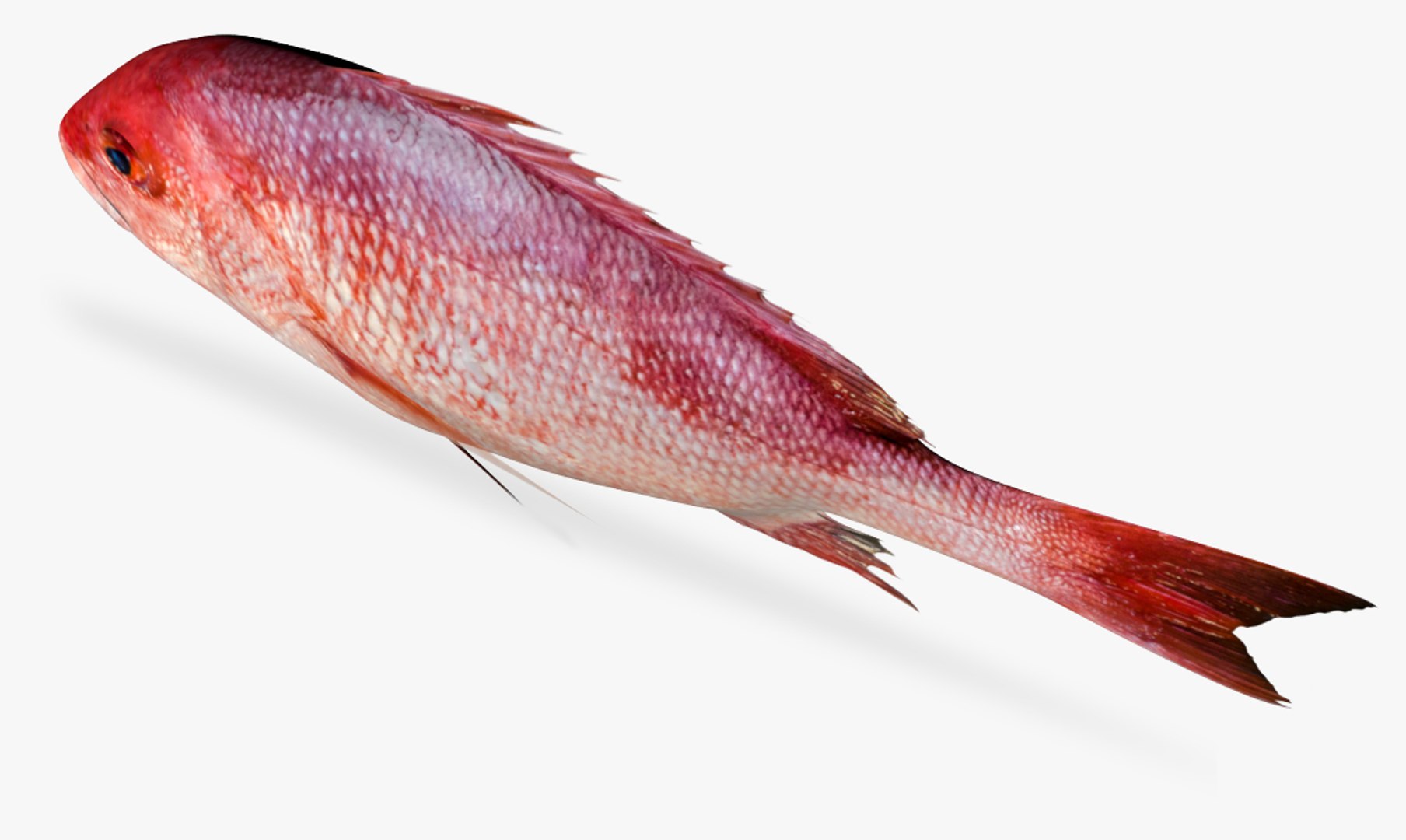 American Red Snapper 3D Model - TurboSquid 1337265