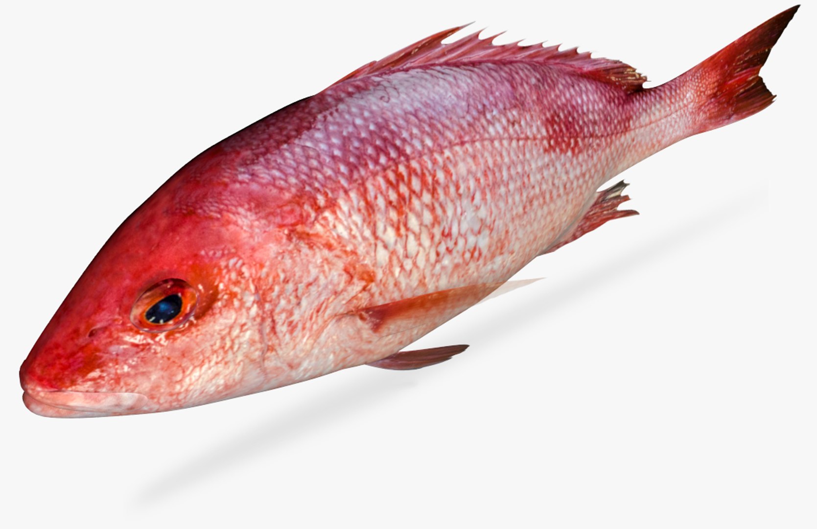 American Red Snapper 3D Model - TurboSquid 1337265