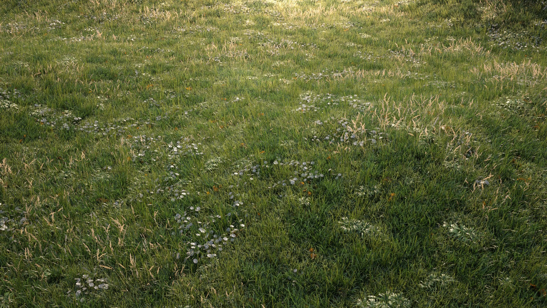 Grass Assets Meadows Model - TurboSquid 1306909