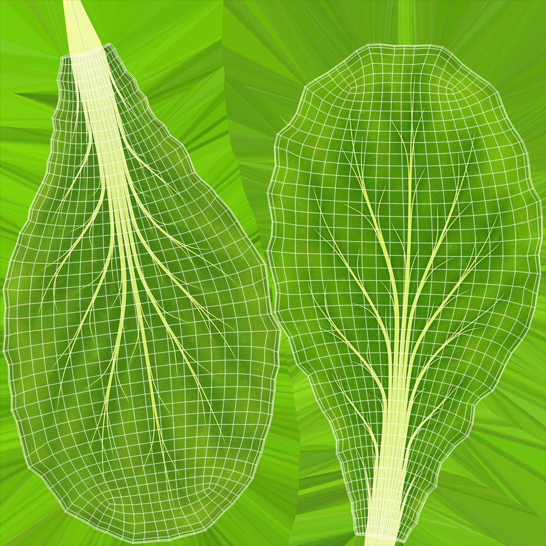 Cartoon Lettuce 3D model - TurboSquid 2079475