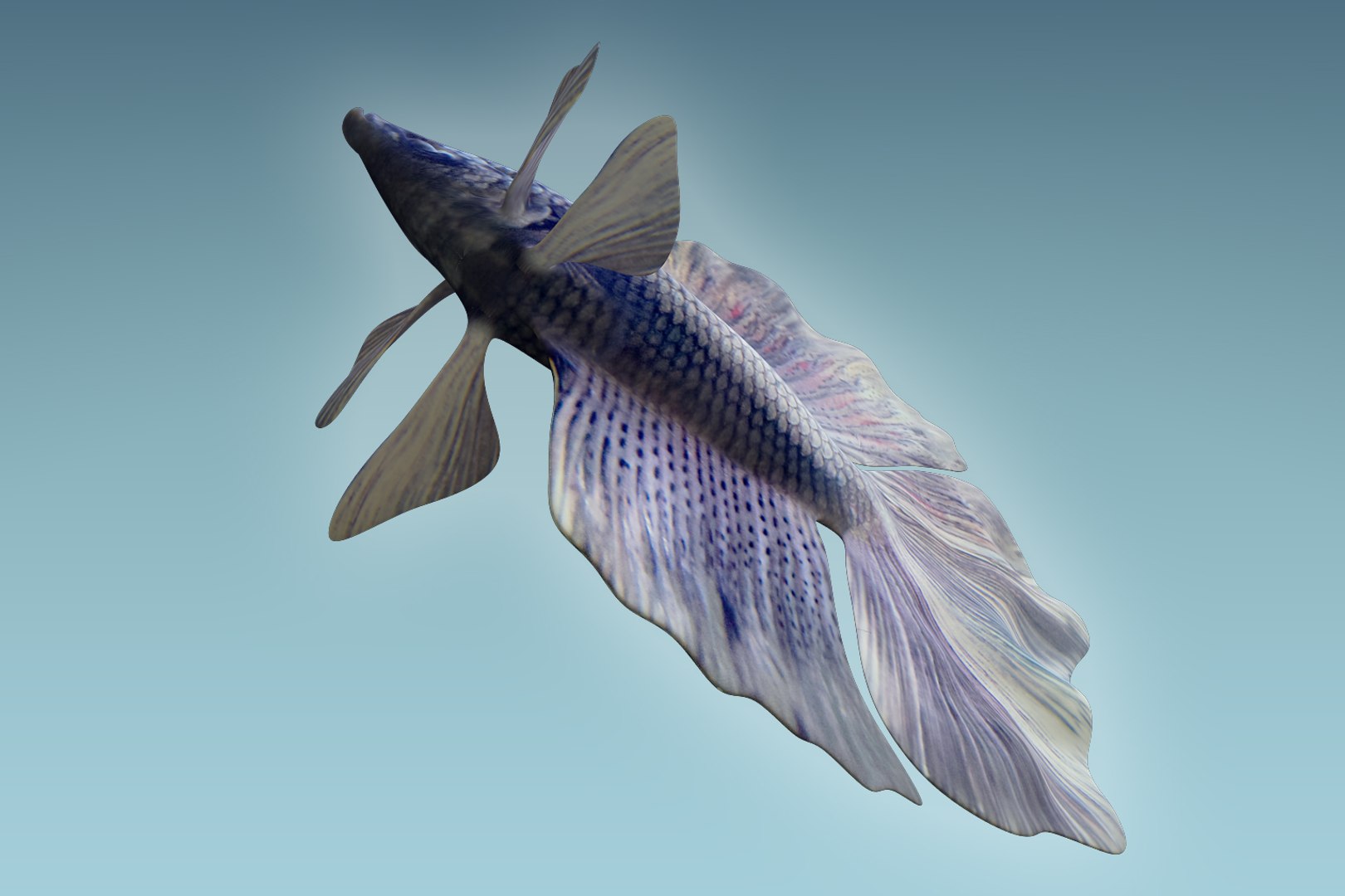 3D Model Betta Fish - TurboSquid 1205918