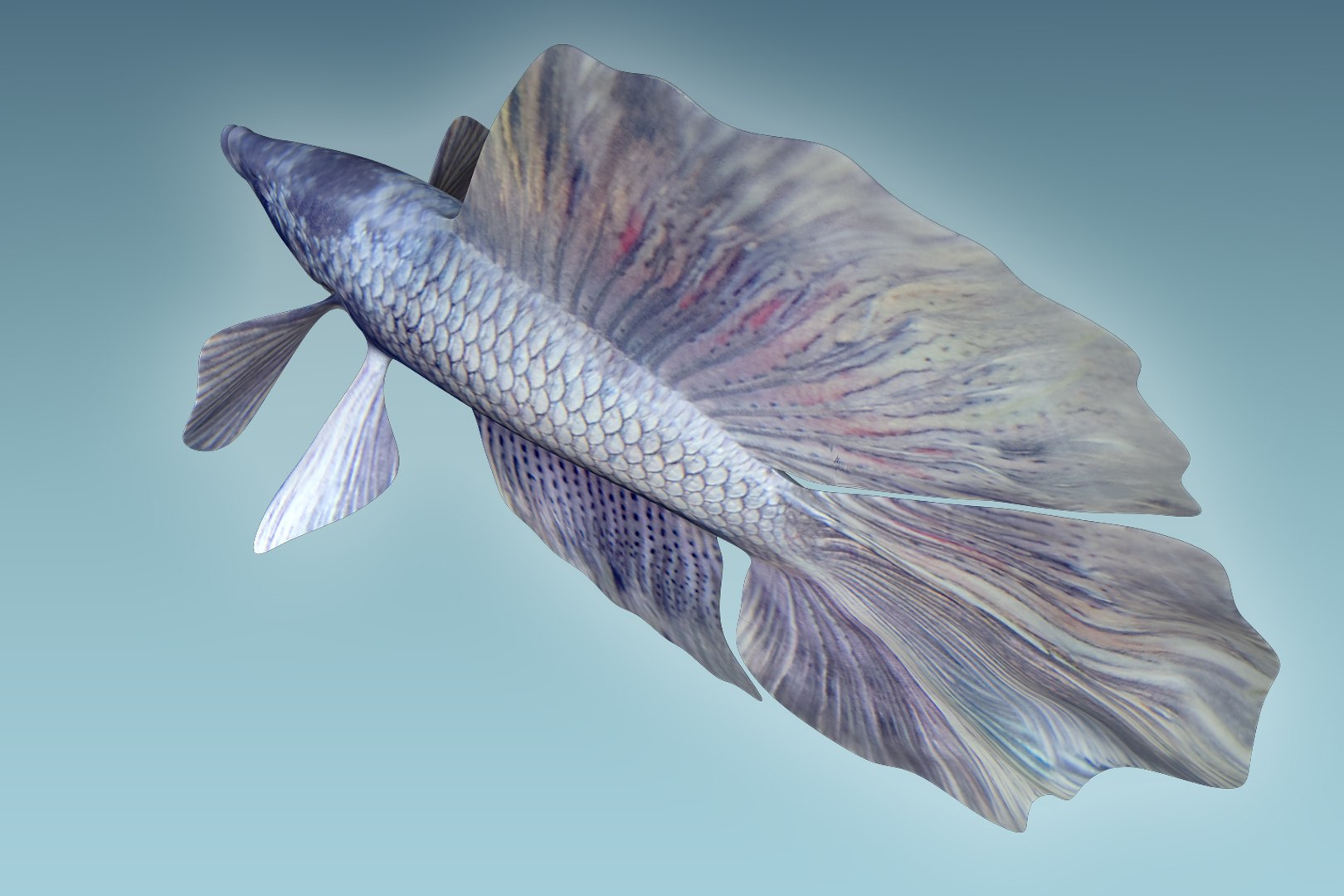3D Model Betta Fish - TurboSquid 1205918