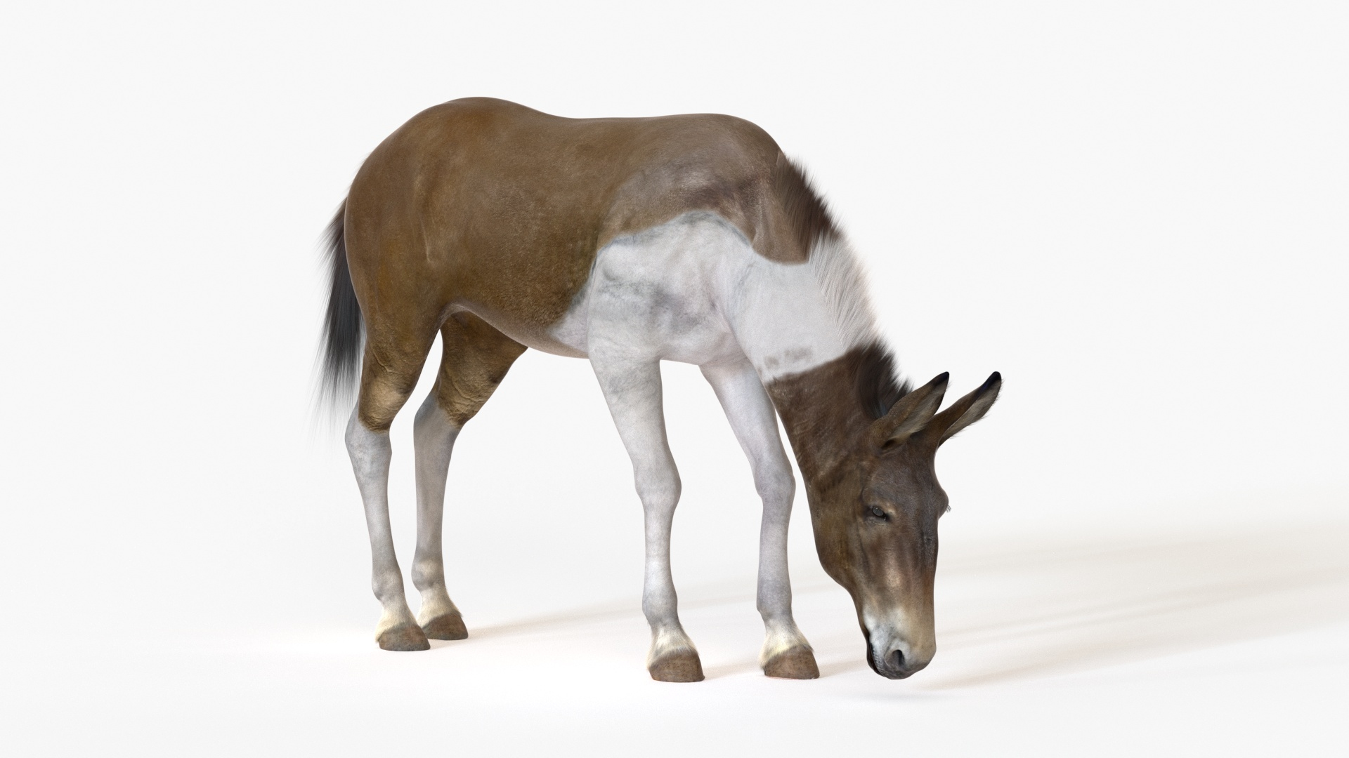 3D Eating Mule Fur - TurboSquid 2280765