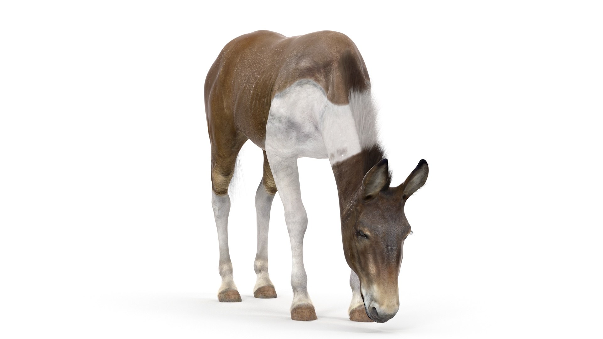 3D Eating Mule Fur - TurboSquid 2280765