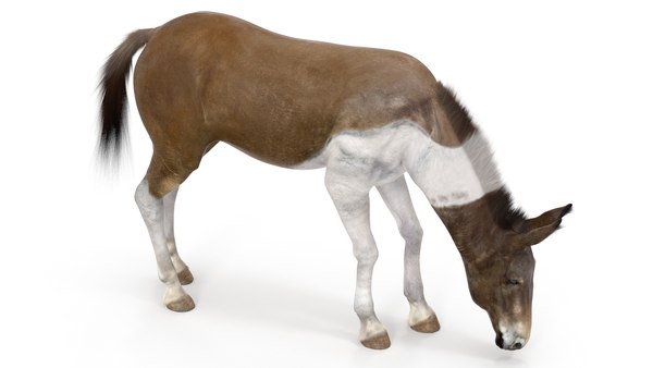 modelo 3d Comer piel de mula - TurboSquid 2280765