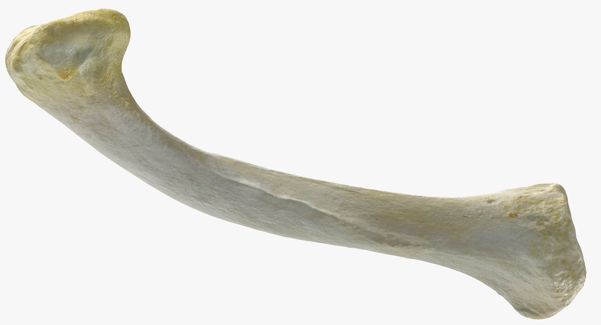 3D Model Pavian Monkey Male Calvicle - TurboSquid 1573980