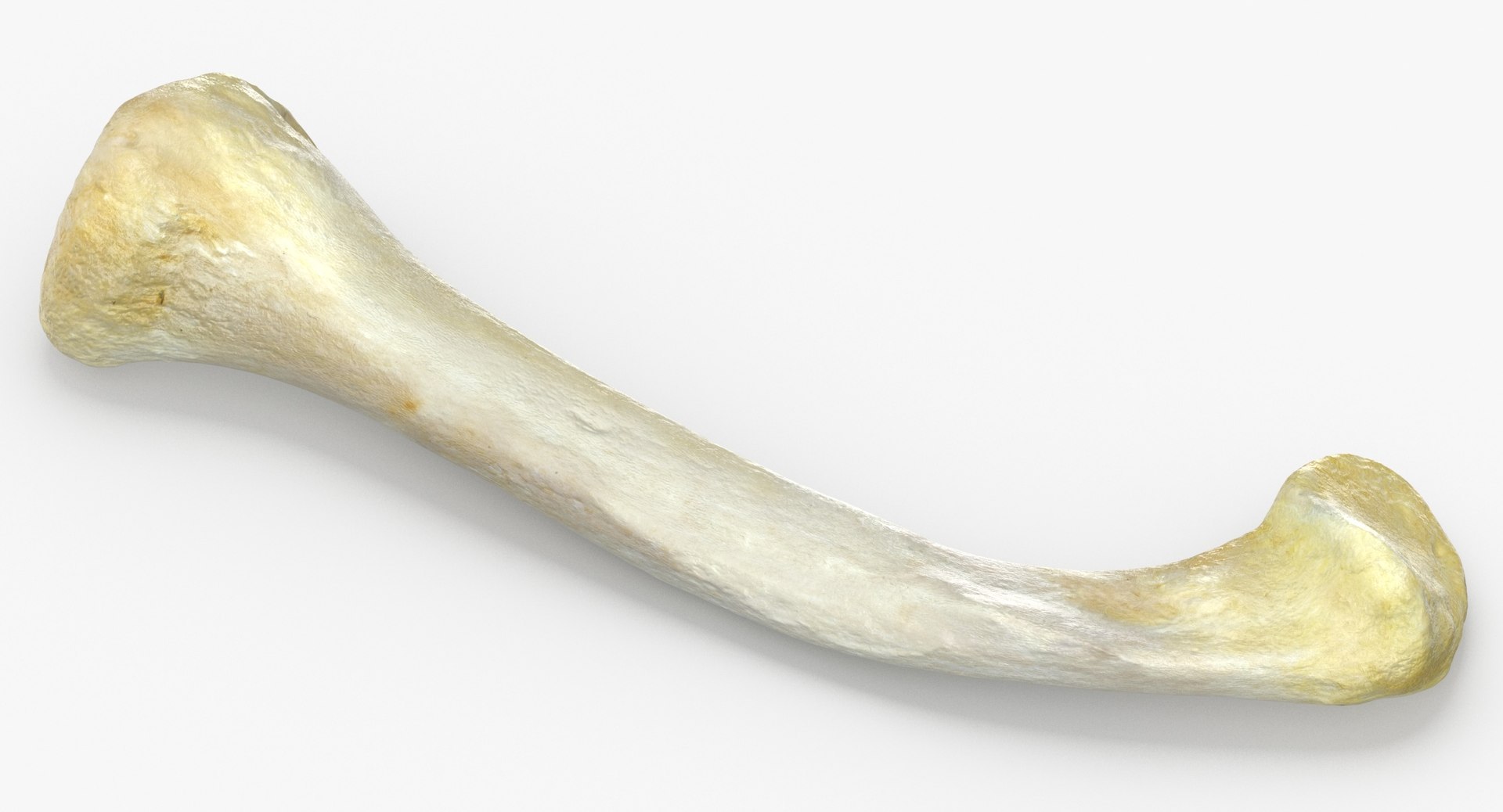 3D Model Pavian Monkey Male Calvicle - TurboSquid 1573980