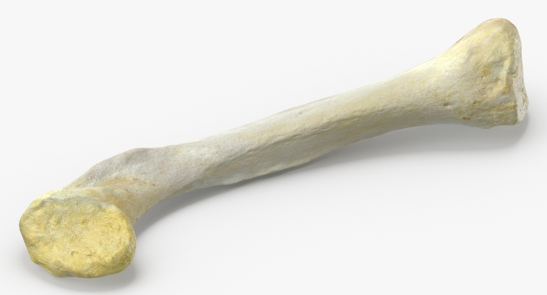 3D Model Pavian Monkey Male Calvicle - TurboSquid 1573980