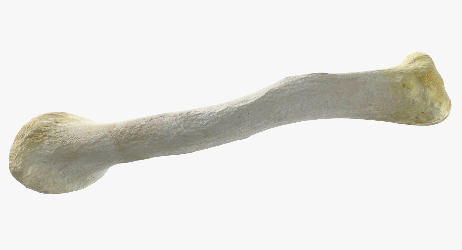 3D Model Pavian Monkey Male Calvicle - TurboSquid 1573980