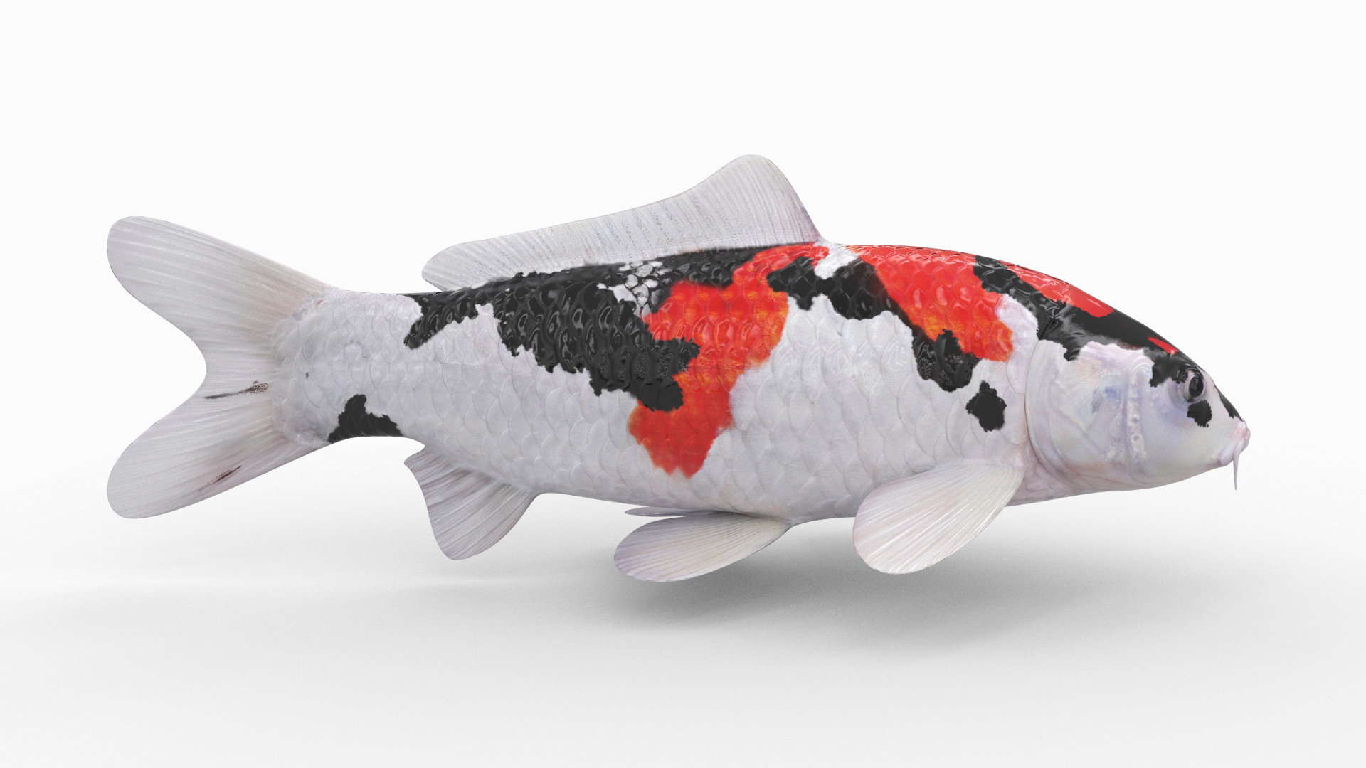 3D 3D Koi Fish 5 Animated Model - TurboSquid 1936455