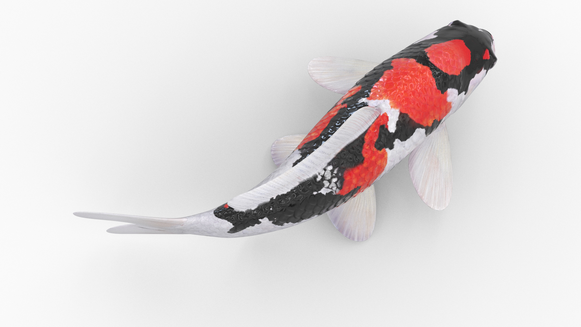 3D 3D Koi Fish 5 Animated Model - TurboSquid 1936455