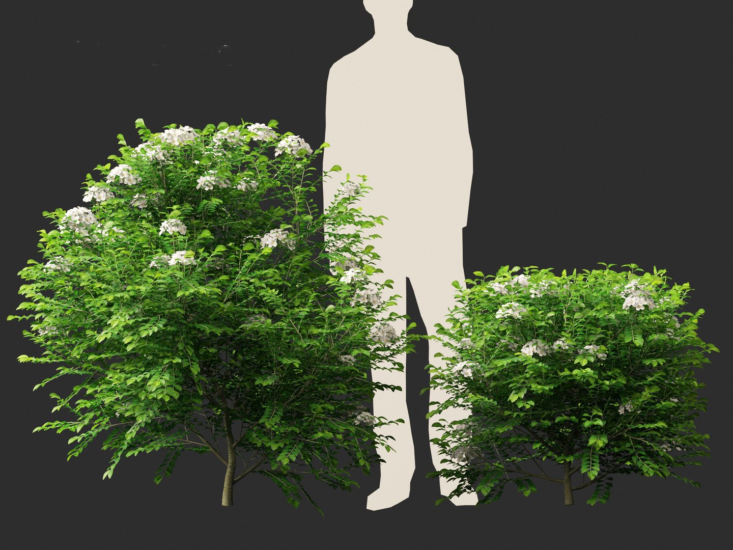 Murraya paniculata - Orange Jessamine 3D - TurboSquid 2130305