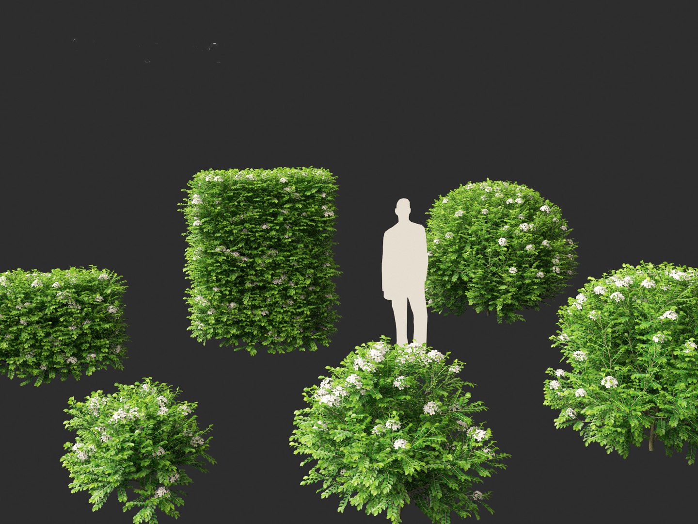 Murraya paniculata - Orange Jessamine 3D - TurboSquid 2130305