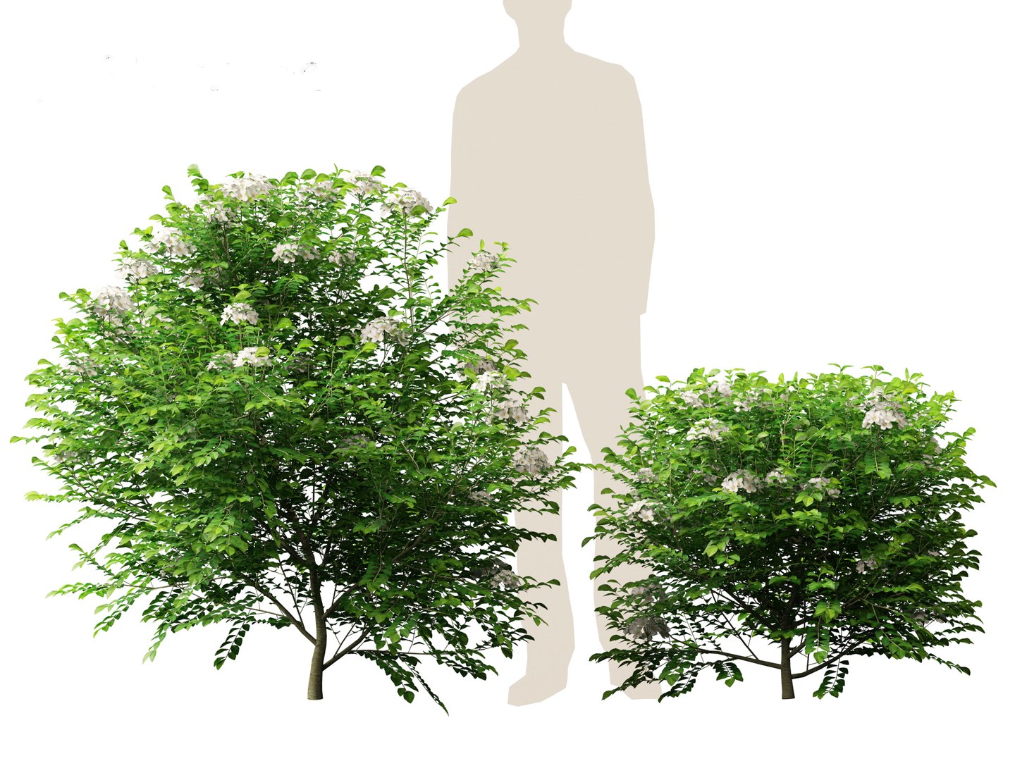 Murraya paniculata - Orange Jessamine 3D - TurboSquid 2130305