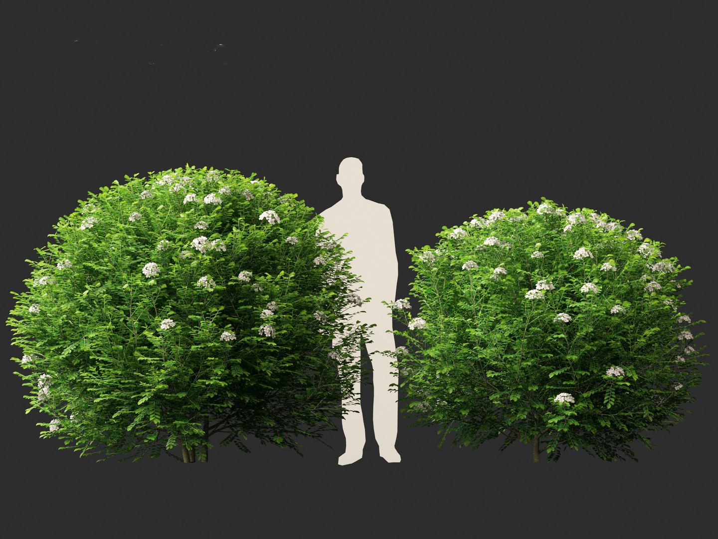 Murraya paniculata - Orange Jessamine 3D - TurboSquid 2130305