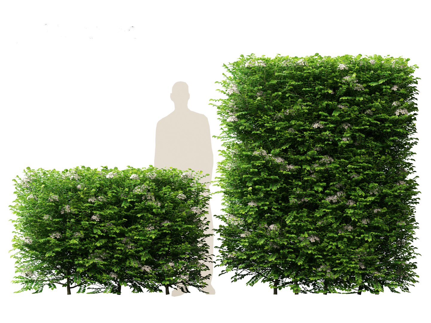 Murraya paniculata - Orange Jessamine 3D - TurboSquid 2130305