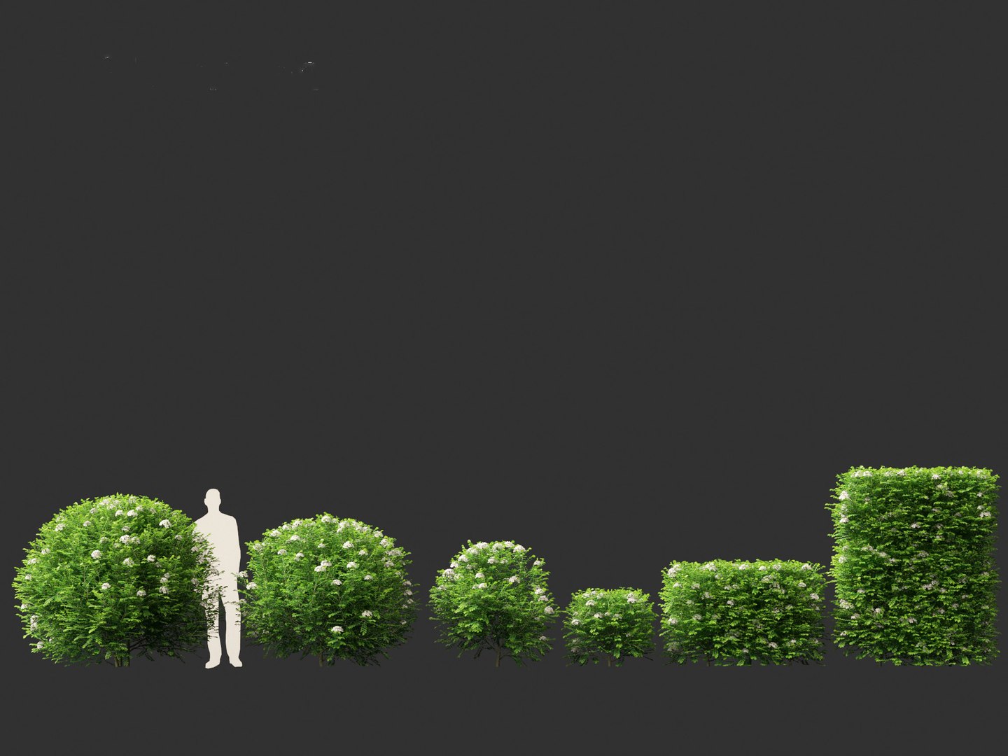 Murraya paniculata - Orange Jessamine 3D - TurboSquid 2130305