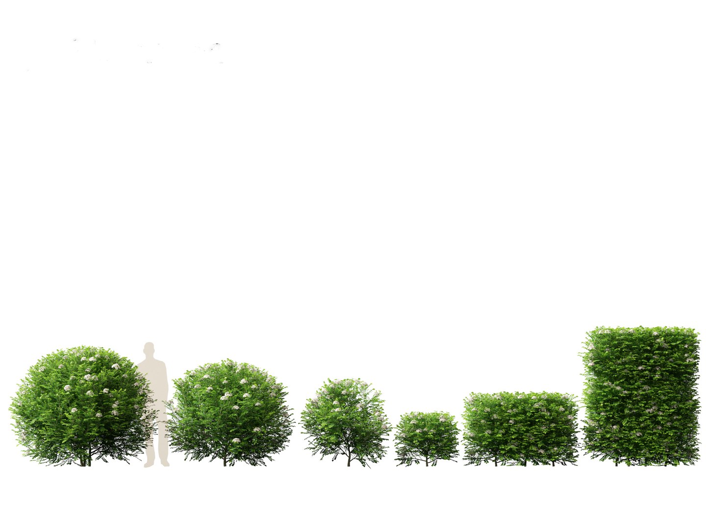 Murraya paniculata - Orange Jessamine 3D - TurboSquid 2130305